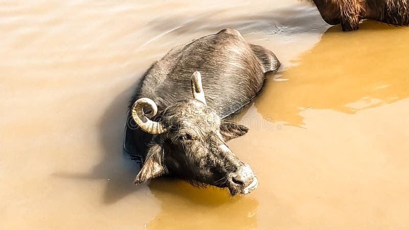 Buffalo Sitting on the Ground Stock Image - Image of large, agriculture ...