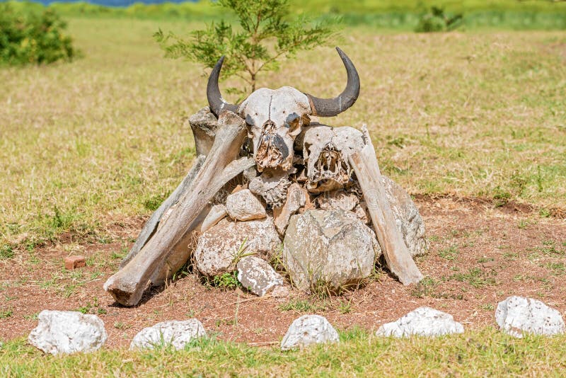 Buffalo skeleton in Kenya stock photo. Image of marsabit - 59185436