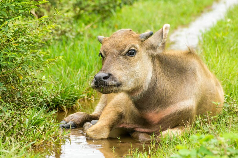 Buffalo stock photo. Image of wildlife, relax, field - 123134896