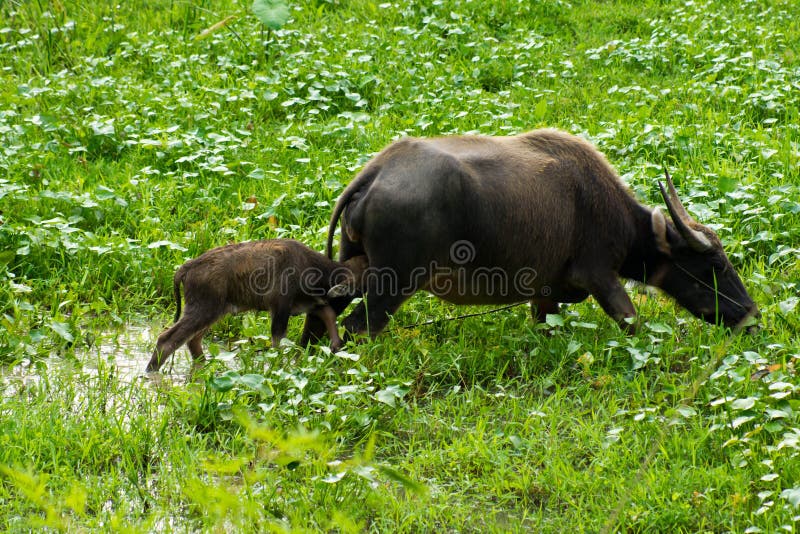 Buffalo stock photo. Image of field, wild, animal, grass - 35045186