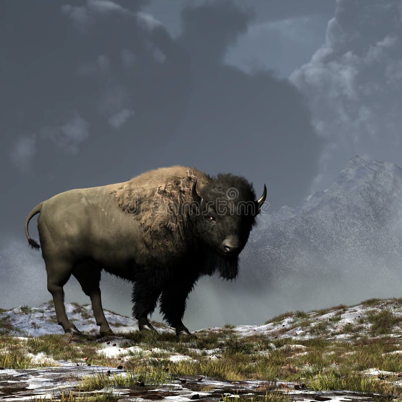 Buffalo in Snow stock illustration. Illustration of buffalo - 129656805