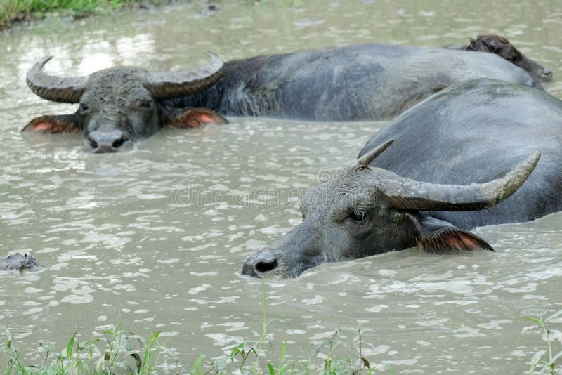 Buffalo stock photo. Image of black, bovine, asia, lake - 152457054