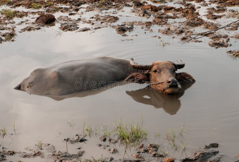 A Buffalo Soaking in a Mud Puddle in a Farmland Stock Photo - Image of ...