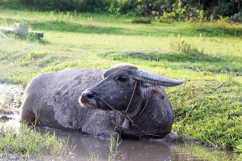 Asian swamp buffalo head stock photo. Image of bubalis - 10798770