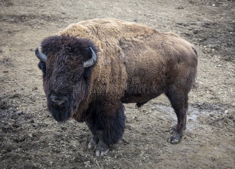 Buffalo Stand on Muddy Land Stock Photo - Image of brown, national ...