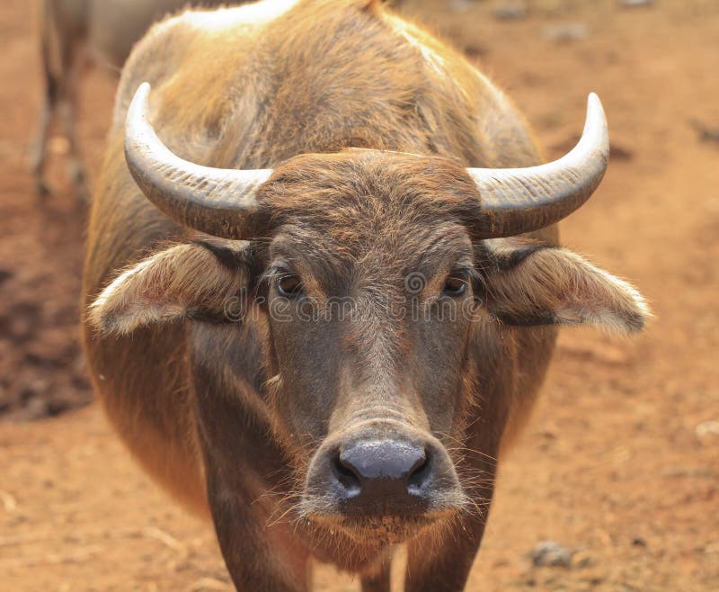 Buffalo standing stock image. Image of landmark, yellow - 28063453