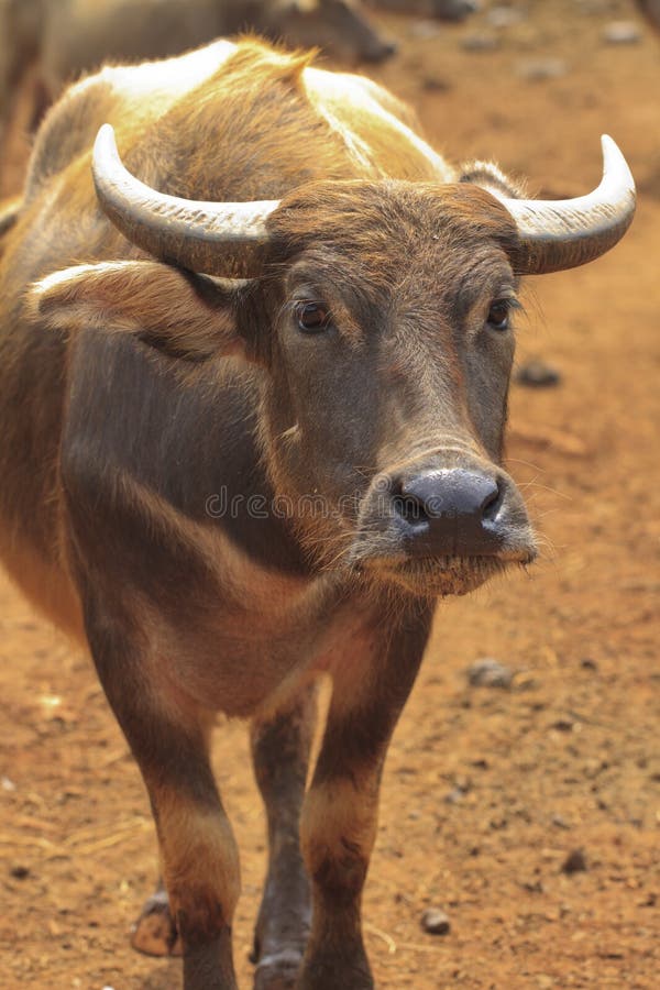 Buffalo standing stock photo. Image of grass, eating - 28063482