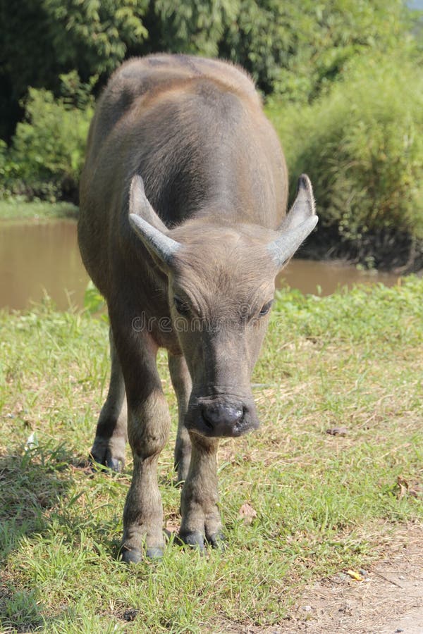 Buffalo Standing Alone in the Fields Stock Image - Image of strong ...