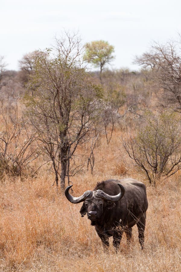 Buffalo Standing in Dry Grassland Stock Image - Image of travel, south ...