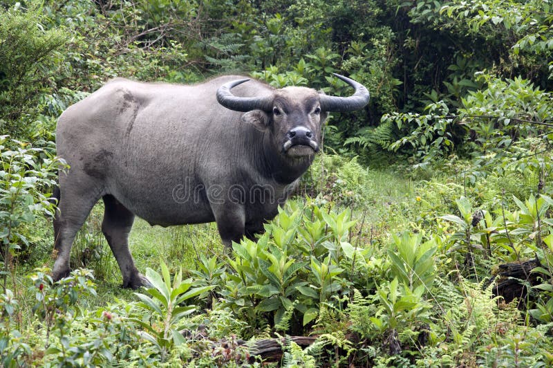 Buffalo Standing in Forest and Looking To a Camera Stock Photo - Image ...