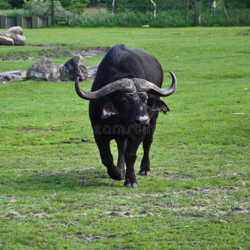 A Buffalo Standing in the Grass Stock Photo - Image of forward, front ...