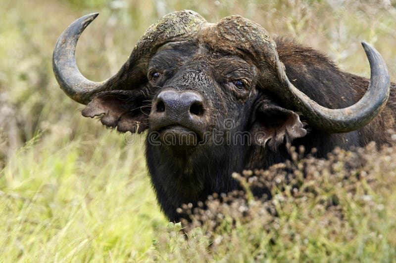 Buffalo Standing and Staring Stock Photo - Image of african, bovine ...