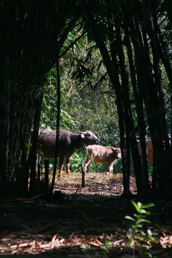Buffalo Standing Under a Bamboo Tree Stock Photo - Image of asian, face ...