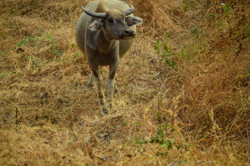 Buffalo stands on dry bush stock photo. Image of bufallo - 205654412