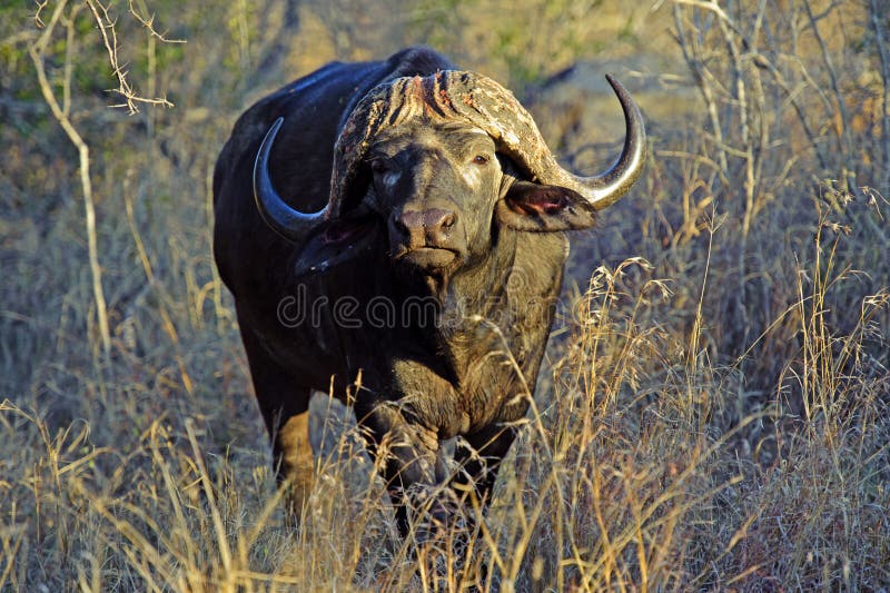 Buffalo Stare stock image. Image of fearless, bush, masculine - 19779087