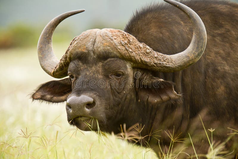 Buffalo stare stock image. Image of chewing, dangerous - 46750901