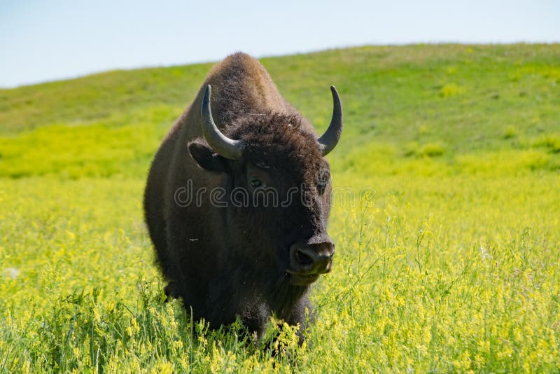Buffalo Staring Down Camera Stock Image - Image of meadow, buffalo ...
