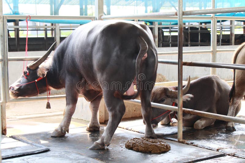 Buffalo Stool in the Stable Stock Photo - Image of fresh, agriculture ...