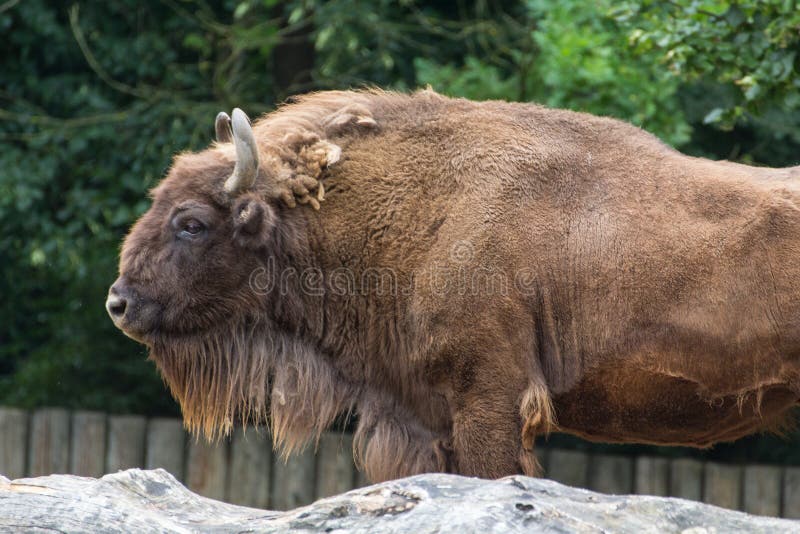 A buffalo stock image. Image of endangered, animal, herd - 101840809