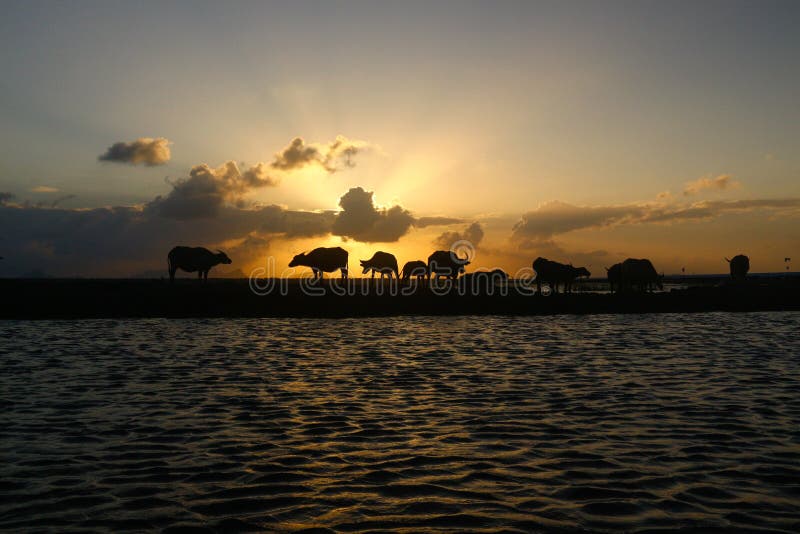 Buffalo Sunset stock image. Image of travel, buffalo - 125090251