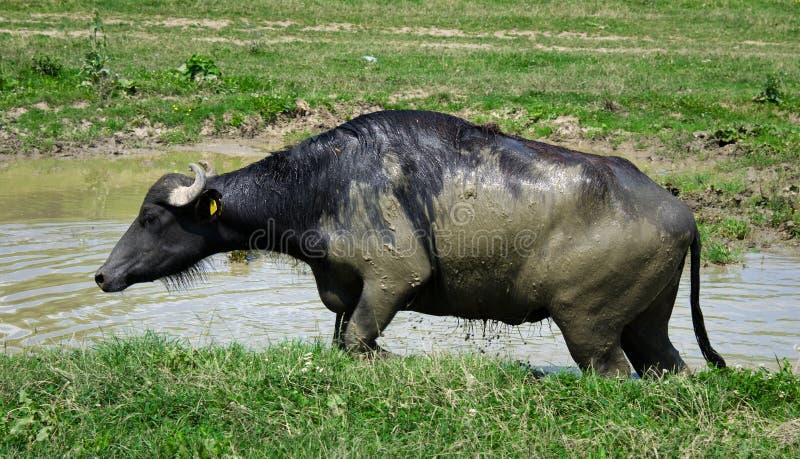 Buffalo in a swamp stock photo. Image of black, moor - 10279222