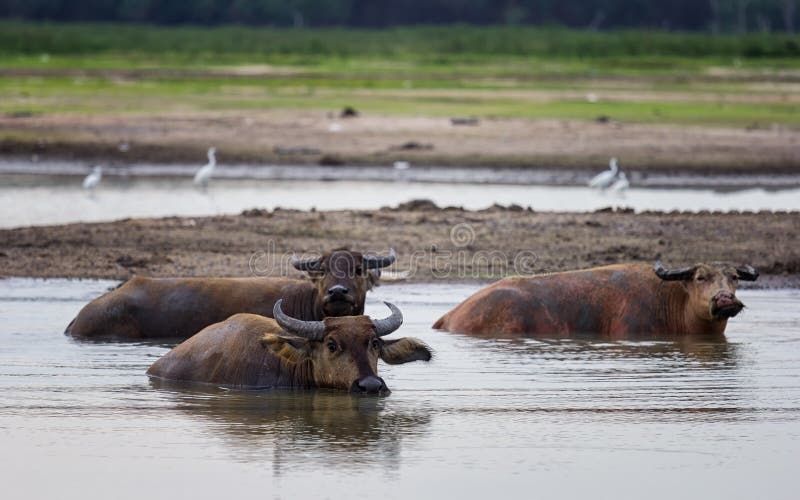 Swamp Buffalo In Thailand Use For Work In Agriculture And Buffalo Meat ...