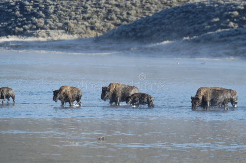 Buffalo Swimming Across River Stock Photo - Image of wildlife, buffalo ...