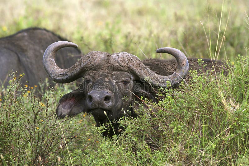 Buffalo (Syncerus Caffer Caffer) Stock Photo - Image of africa ...