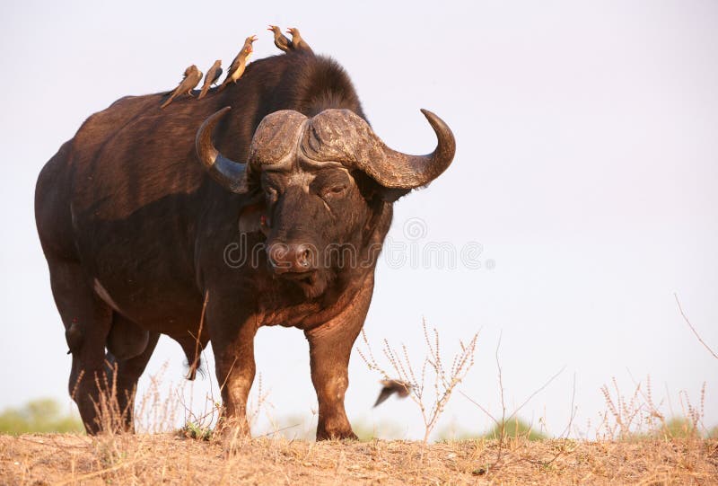 African Buffalo stock photo. Image of ears, crater, dangerous - 1646642