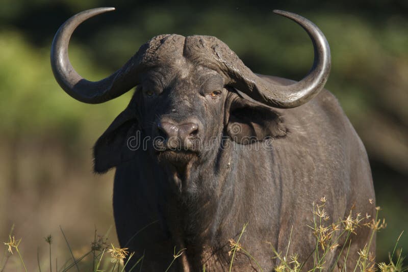 Taureau de buffle photo stock. Image du museau, klaxons - 7665518