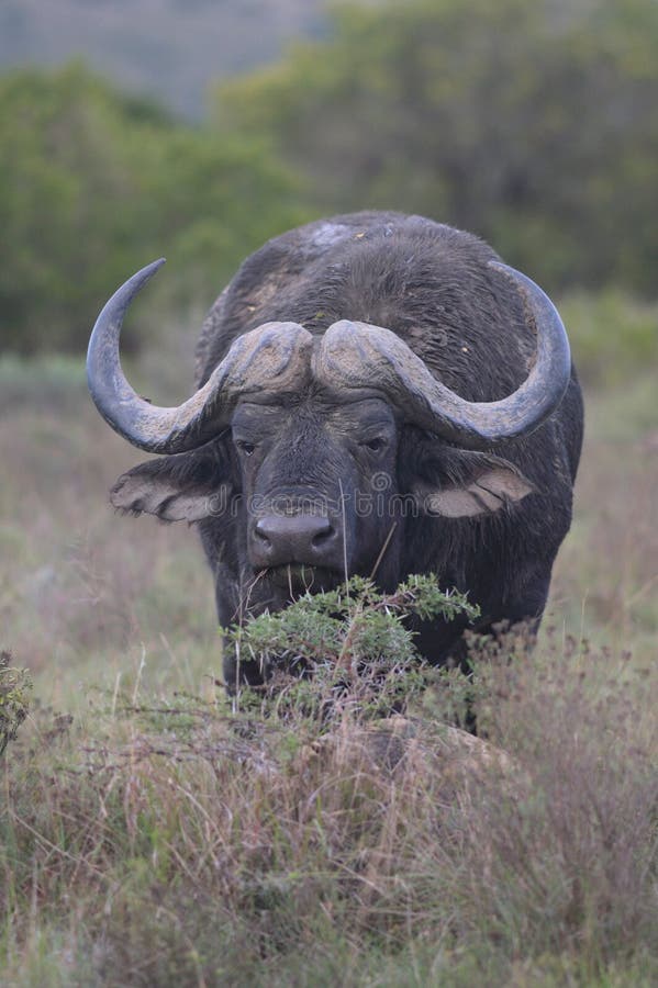 Buffalo Taureau En Afrique Du Sud Image stock - Image du économie ...