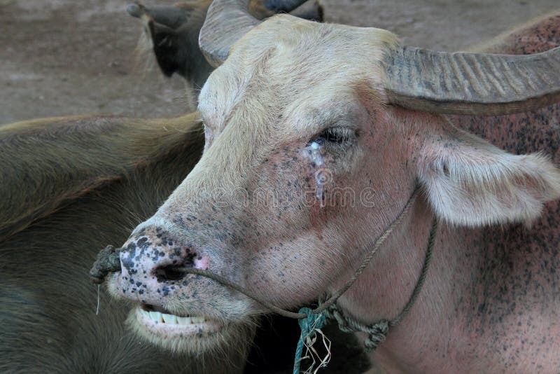 Buffalo tears Thailaland stock image. Image of mammal - 132518829