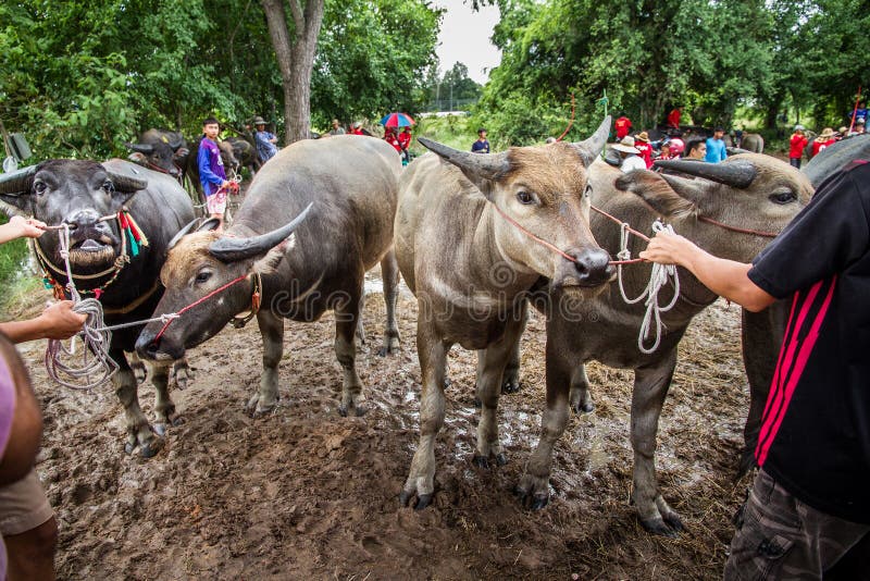 Buffalo Trading in Bac Ha Market in the Rural Town of Lao Cai Near Sapa ...