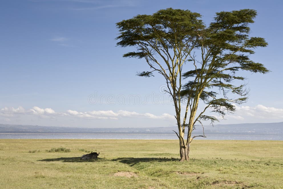 Buffalo and Tree stock photo. Image of national, land - 15089902
