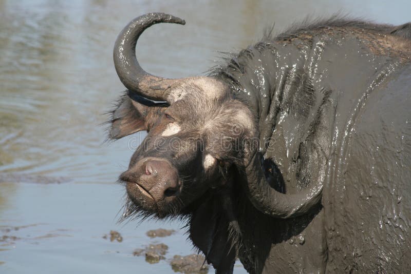 Buffalo twisting its neck stock photo. Image of mammal - 7227564