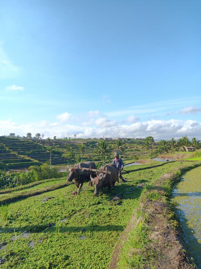 Buffalo under the sky editorial stock image. Image of clouds - 301433944