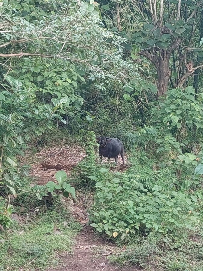 Buffalo Under the Tree in Nature Stock Image - Image of wildlife ...