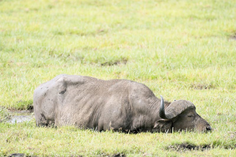 Buffalo wading in swamp stock image. Image of walk, graze - 9100489