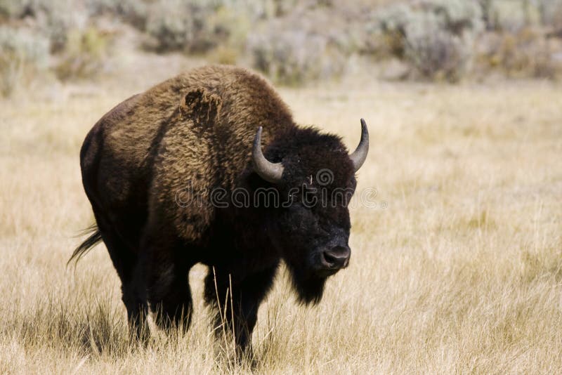 Buffalo Walking stock photo. Image of nature, bison, buffalo - 12350992