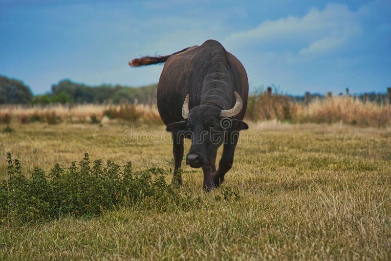 Buffalo Walking in Greenery Field Stock Photo - Image of vegetation ...