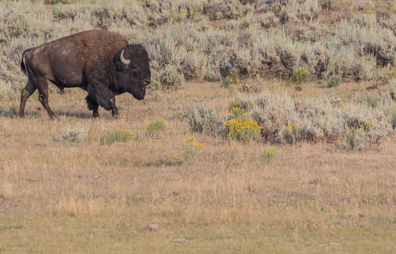Buffalo Walks through Dry Field Stock Image - Image of wyoming, meadow ...