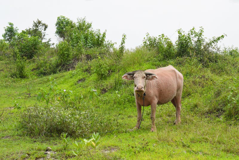 Buffalo Walks To Eat Grass in a Wide Field. Stock Photo - Image of ...