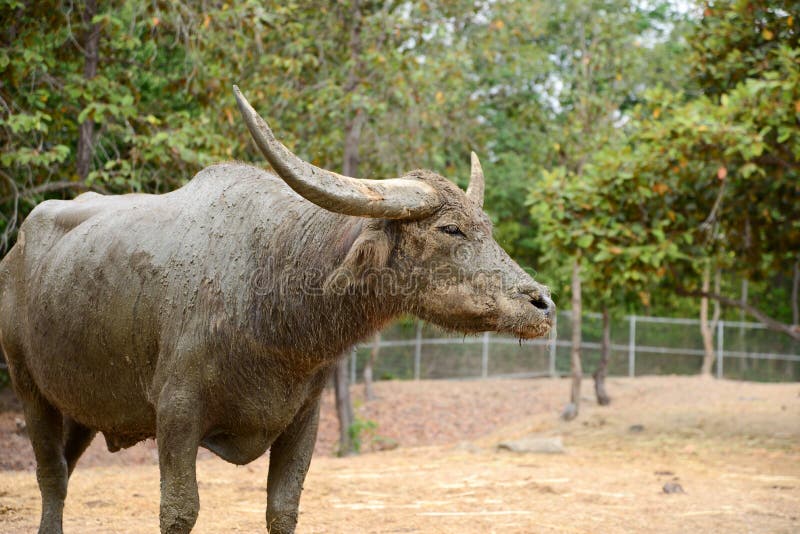 Buffallo stock photo. Image of male, harvest, horn, large - 108467110