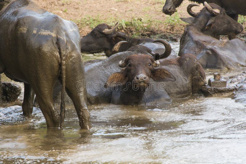 109 Bison Buffalo Wallowing Stock Photos - Free & Royalty-Free Stock ...