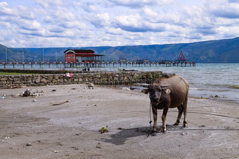 A buffalo on the beach stock image. Image of beach, mammal - 254317917