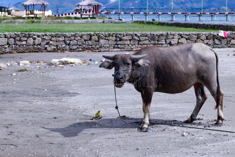 A buffalo on the beach stock photo. Image of nature - 254317926