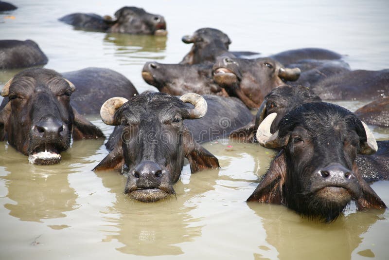 Buffalo in the Water Bathing in the Ganges Stock Photo - Image of heads ...