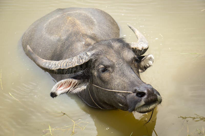 Buffalo, water buffalo, stock image. Image of farm, quadruped - 76996291