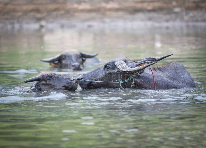 Buffalo in the water stock photo. Image of india, ponds - 120192398