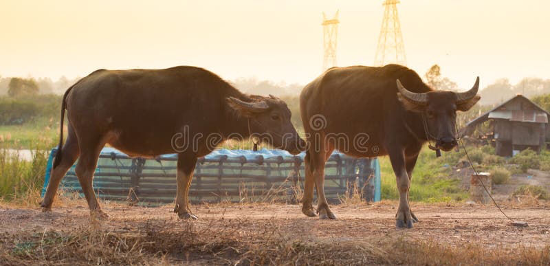 Buffalo Went Back Stall at Sunset Stock Image - Image of food ...